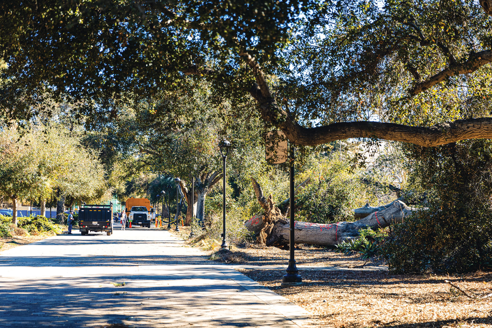 The Night the Trees Fell | Pomona College Pomona College Magazine